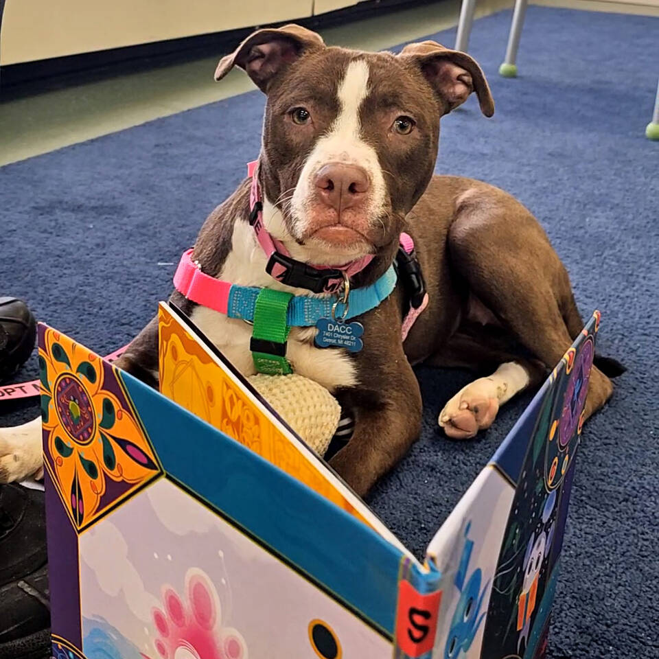 News | Dogs at the Detroit Public Library | Detroit Public Library